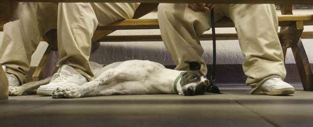 Photos from GFNJ’s Prison Foster Program – About Greyhounds