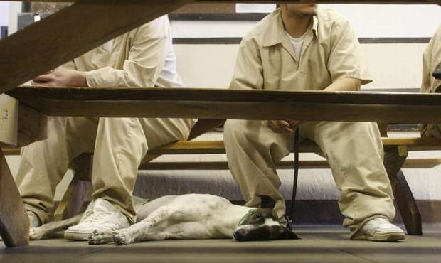 Photos from GFNJ’s Prison Foster Program – About Greyhounds