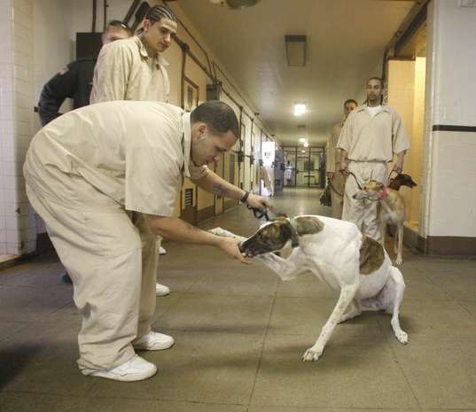 Photos from GFNJ’s Prison Foster Program – About Greyhounds