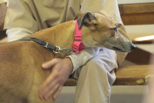 Photos from GFNJ’s Prison Foster Program – About Greyhounds