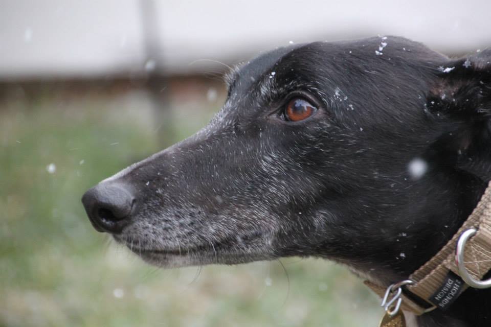 Contact Us – About Greyhounds