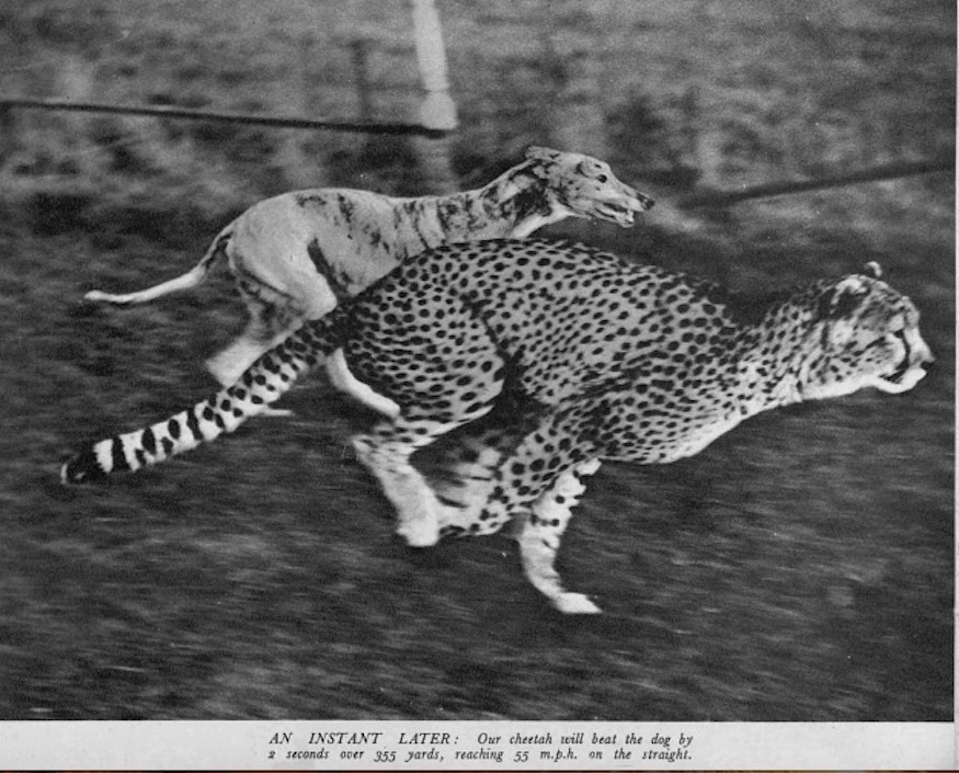 Greyhounds & Cheetahs – About Greyhounds